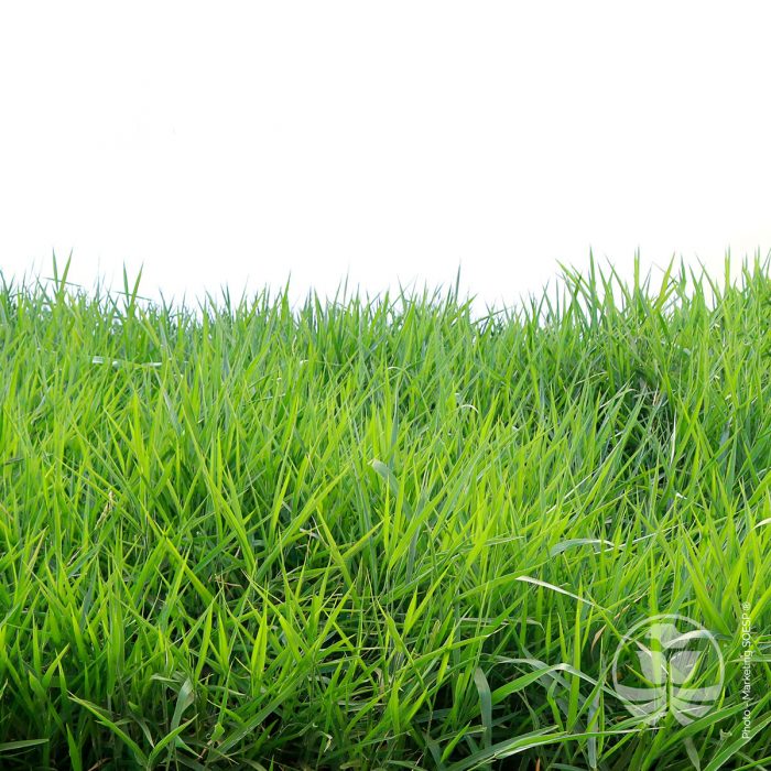 Semillas de Pasto Forrajero: Mejora la Alimentación de tu Ganado