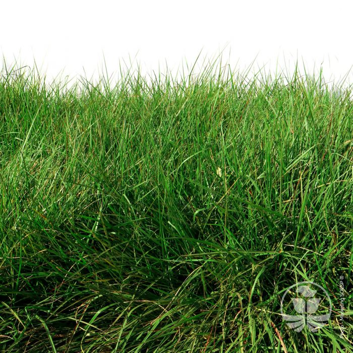 Semillas de Pasto Forrajero: Mejora la Alimentación de tu Ganado