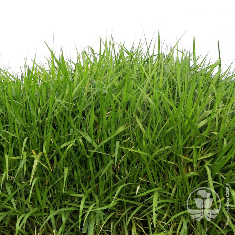 Semillas de Pasto Forrajero: Mejora la Alimentación de tu Ganado