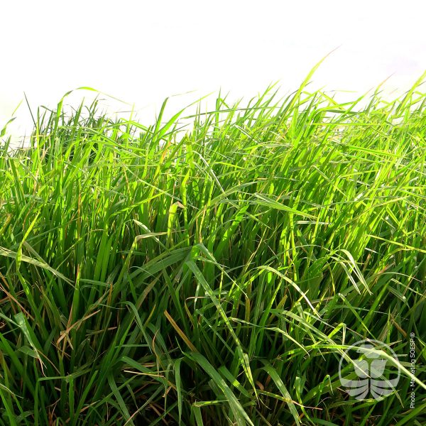 Semillas de Pasto Forrajero: Mejora la Alimentación de tu Ganado