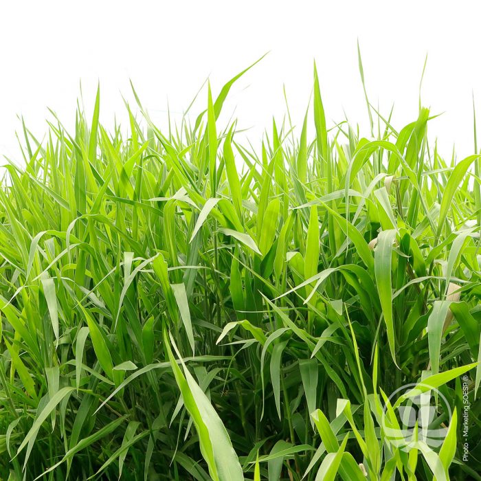 Semillas de Pasto Forrajero - Durespo