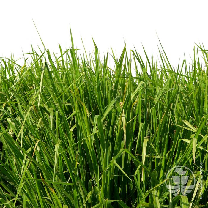 Semillas de Pasto Forrajero - Durespo Semillas de Pasto Forrajero - Durespo