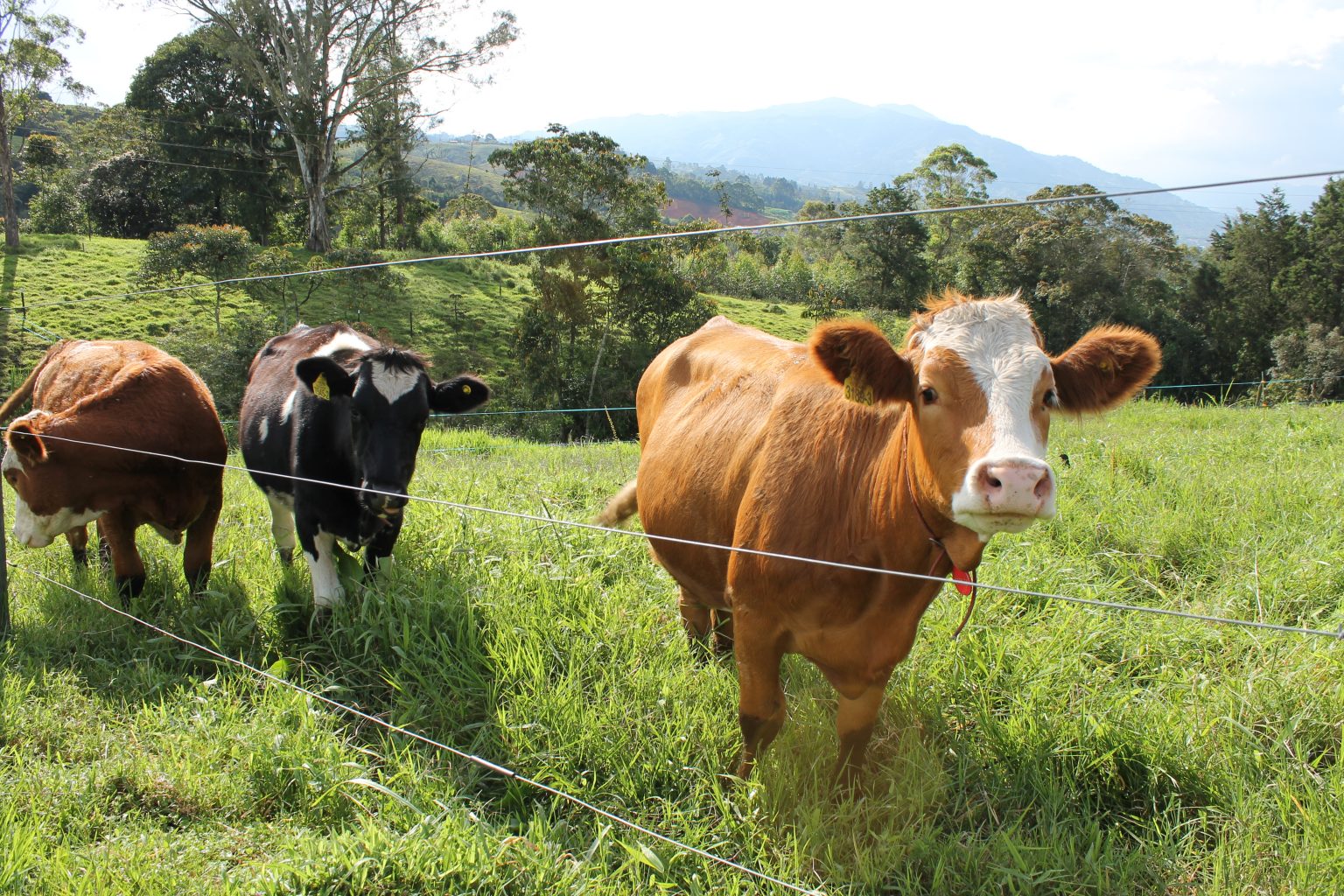Guía Ganadería - Durespo