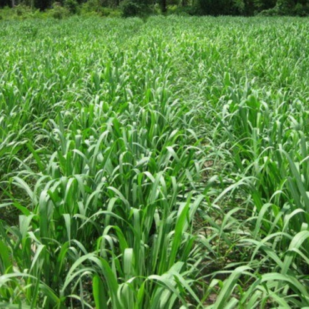 Semillas de Pasto Forrajero: Mejora la Alimentación de tu Ganado